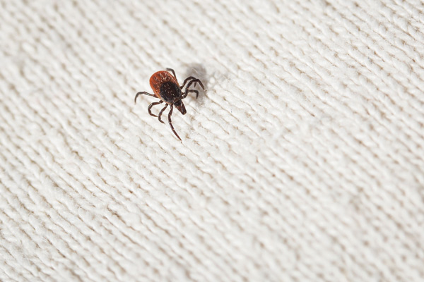 Treating kids during tick season