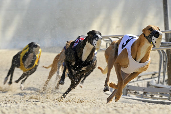 EXCLUSIVE: Minister reveals location of new NSW Greyhound Commission