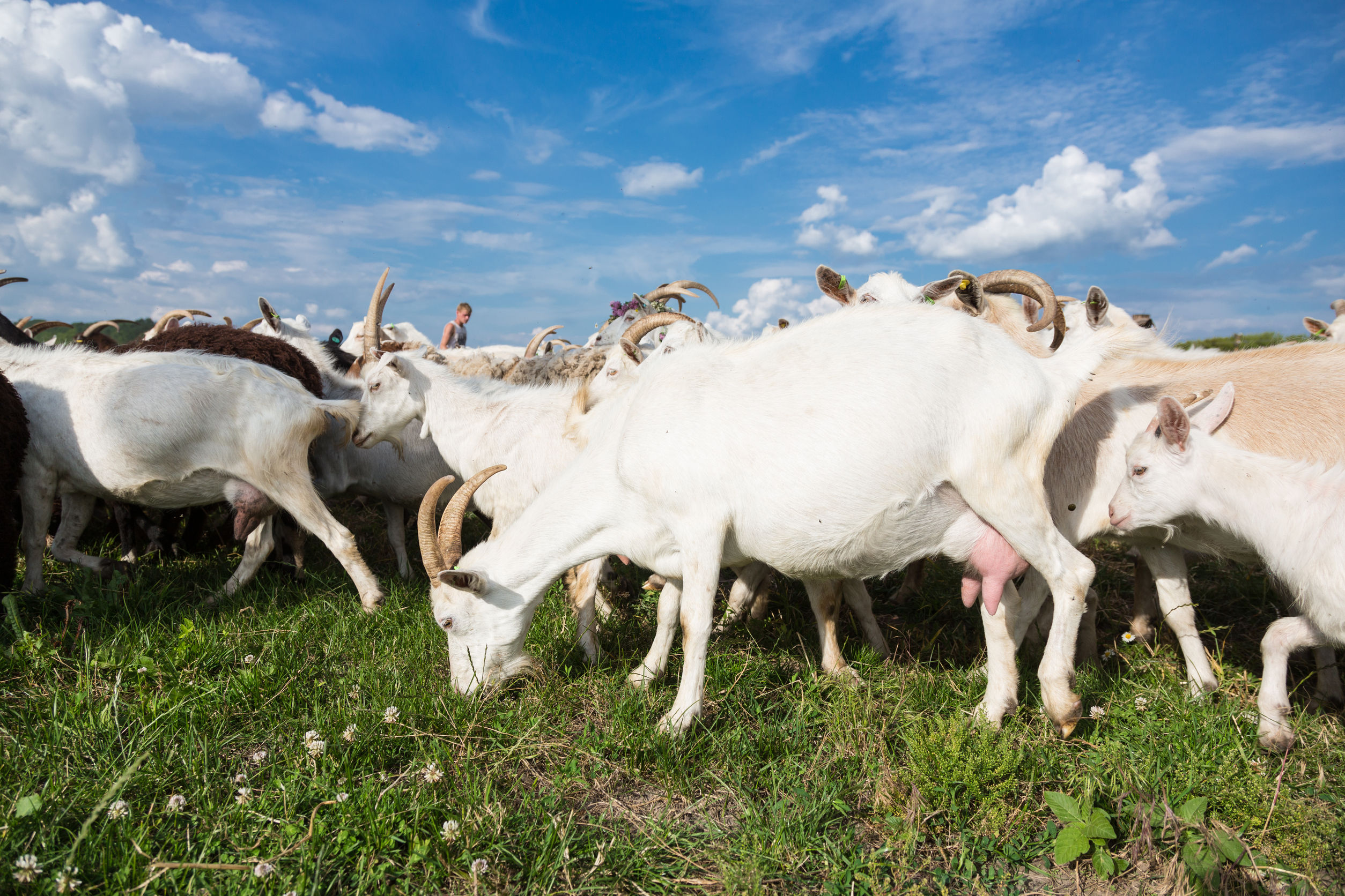 Goat population records dramatic fall
