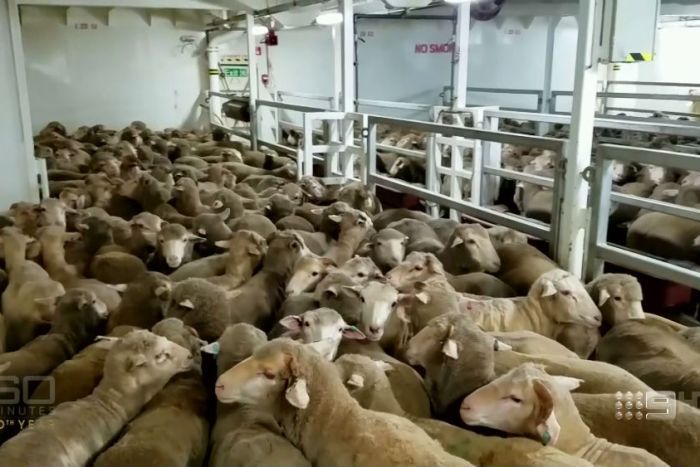 Producers welcome live export rule changes