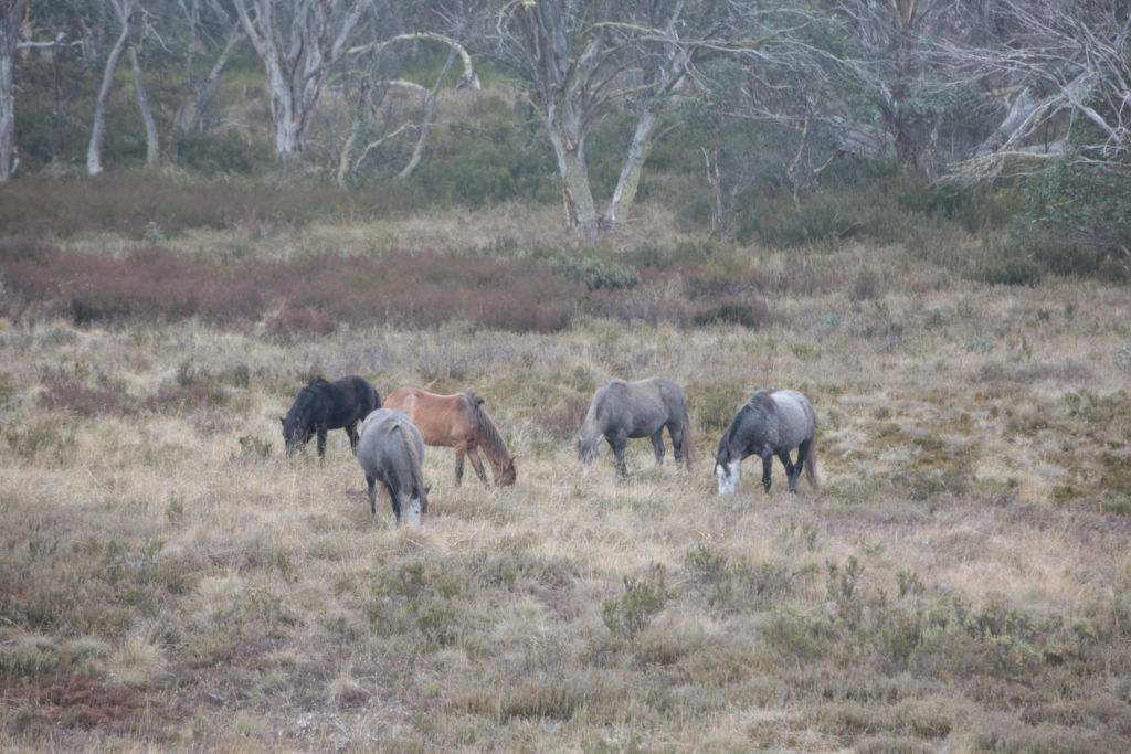 Snowy Mountains brumby cull to end