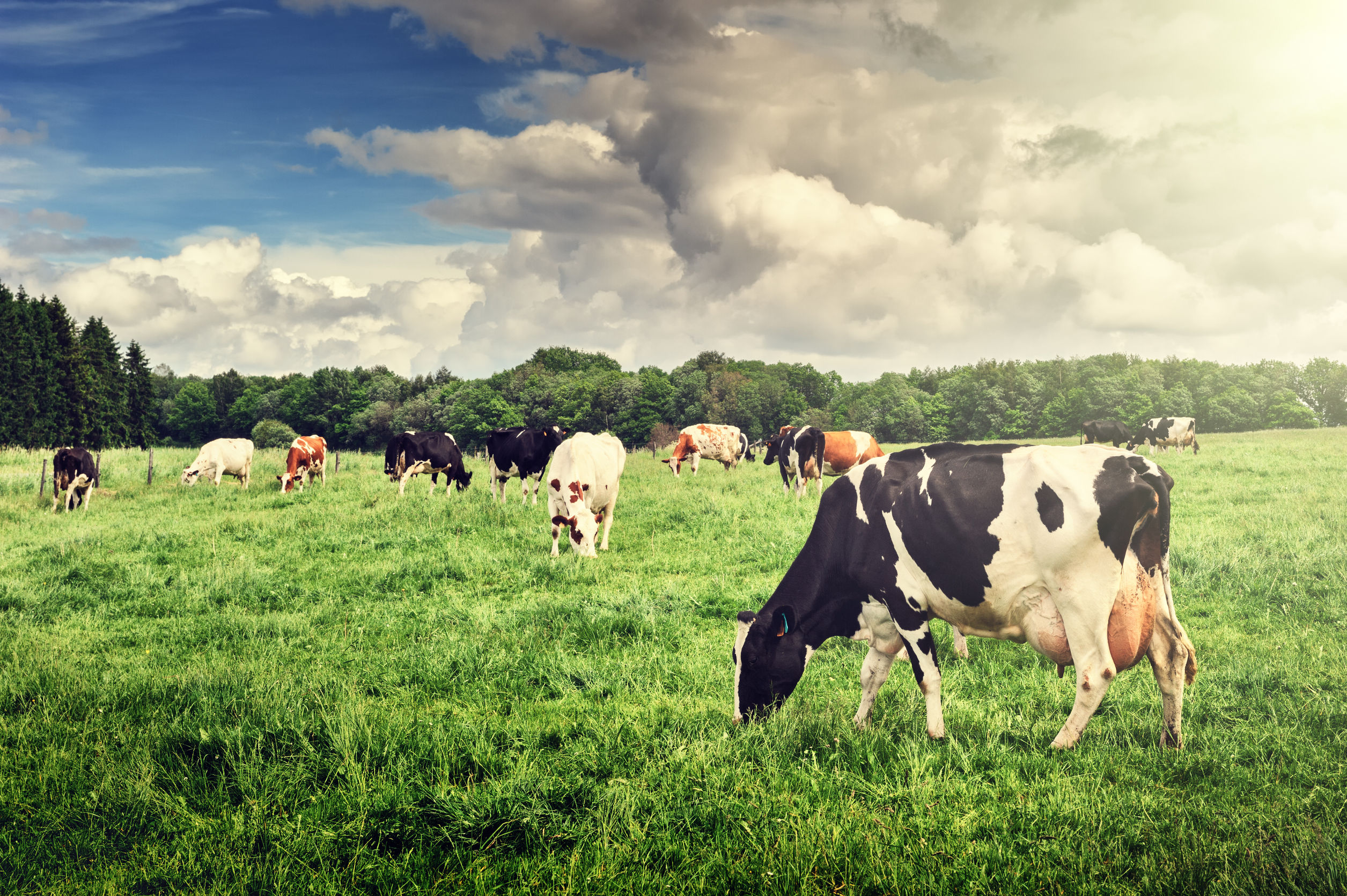 Adopt A Cow Herds International Support