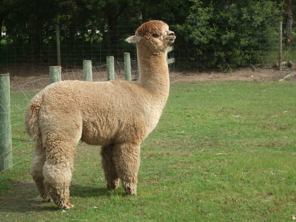 Alpaca breeders unite