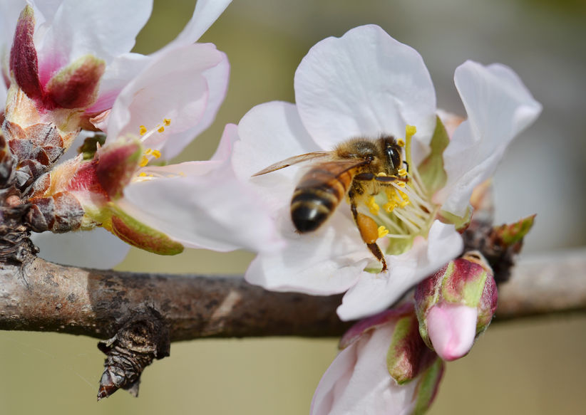 Bees from Brisbane to help pollinate Victorian crops