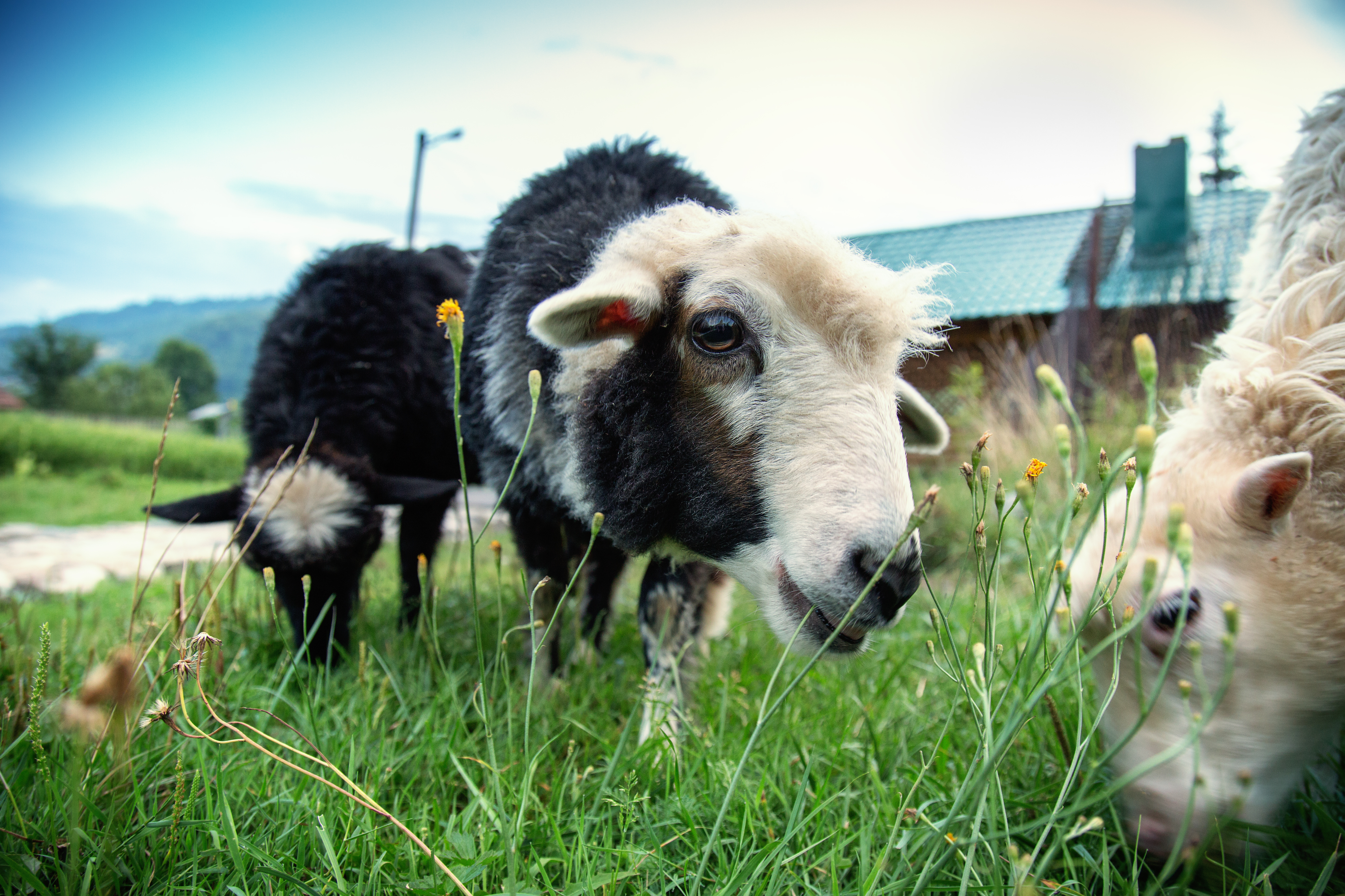 Why are farm animals born in spring?