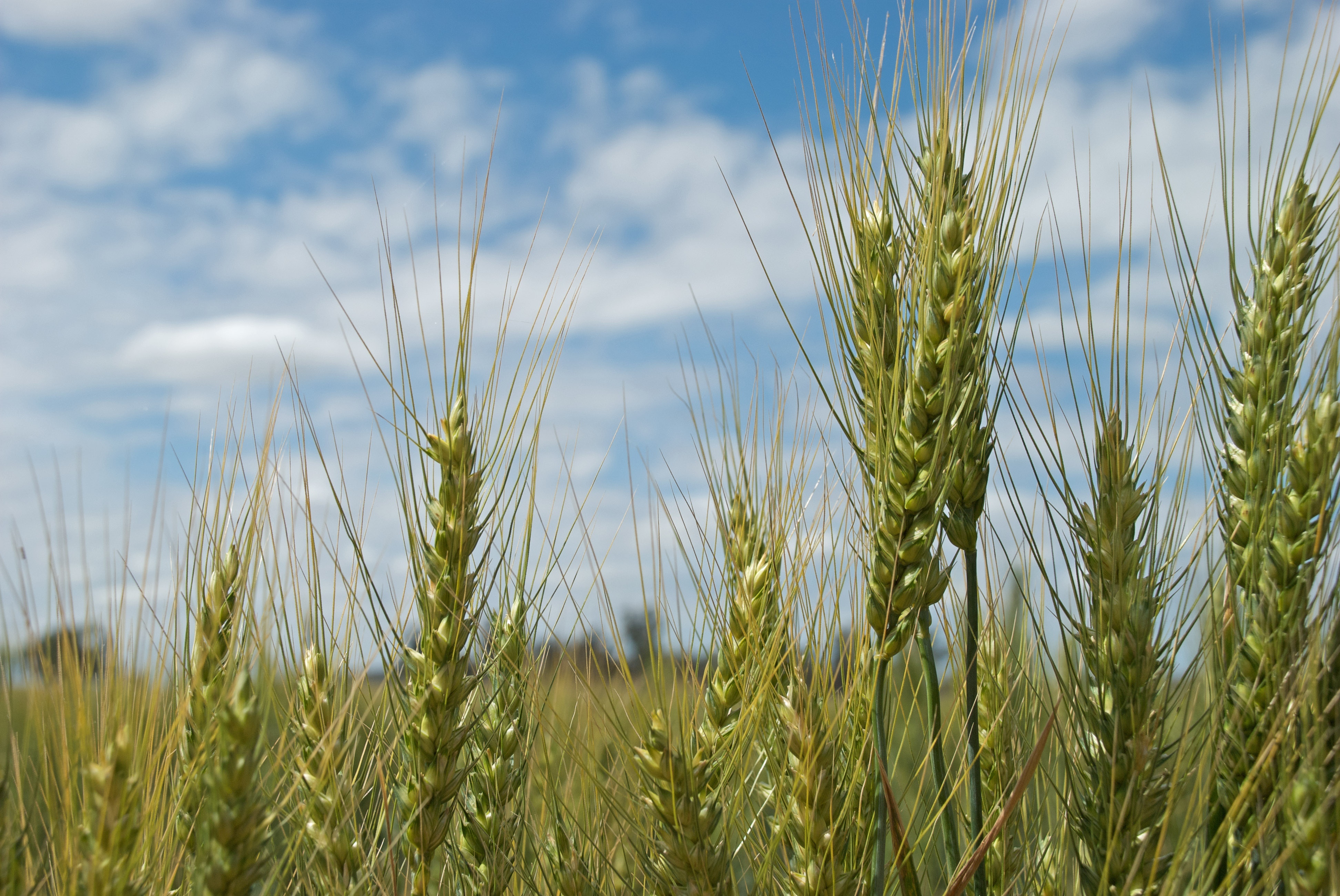 Sowing wheat early can boost yields - 2GB
