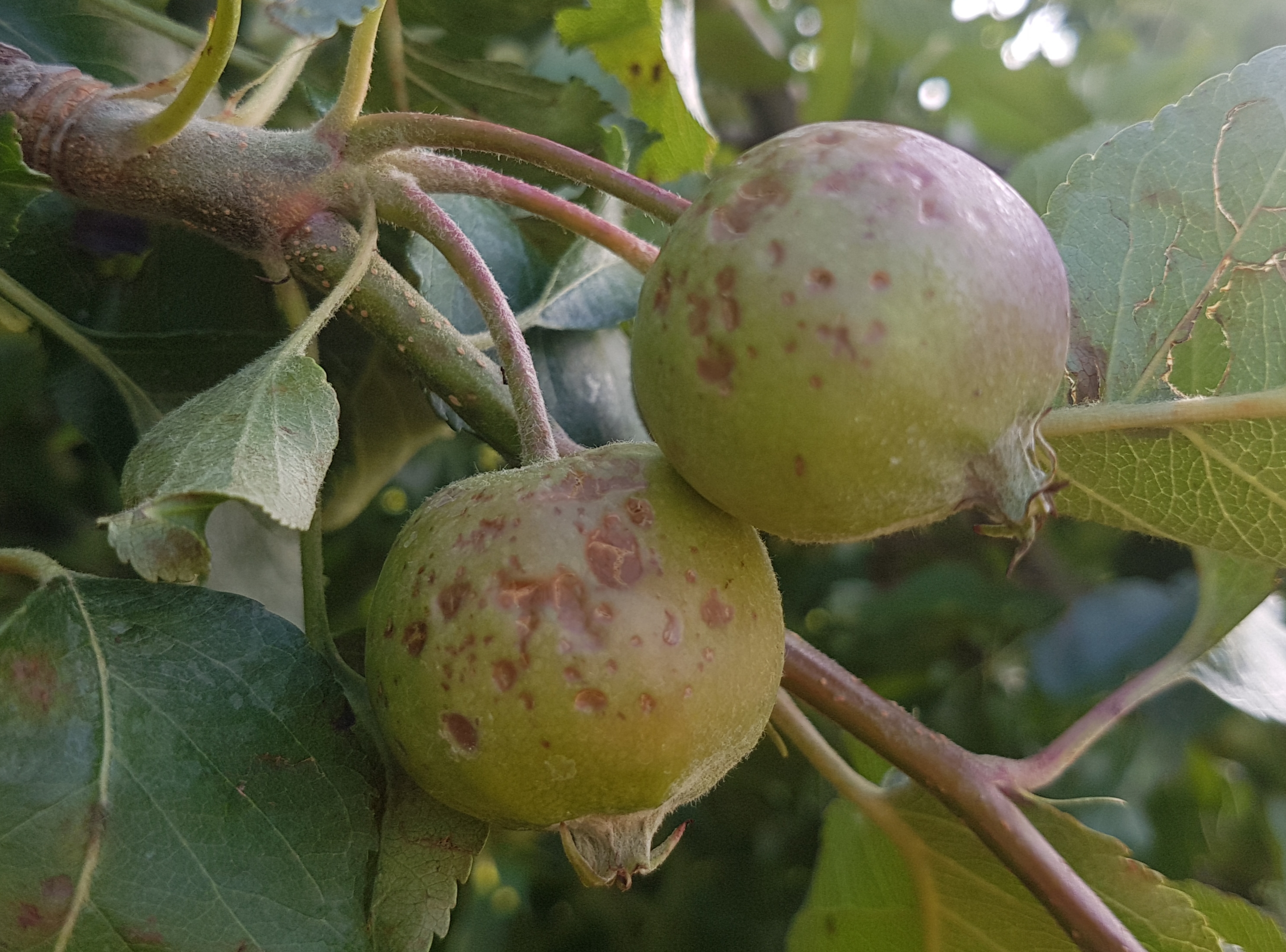 Storm damages apples and pears for second consecutive year