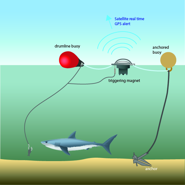 Shark nets or SMART drumlines, what's more effective? - 2GB
