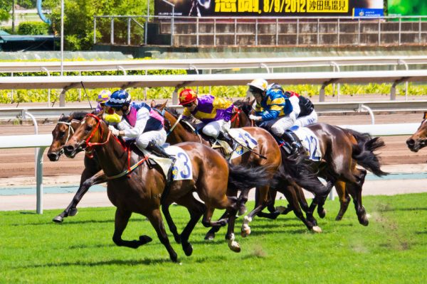 Mass slaughter of racehorses