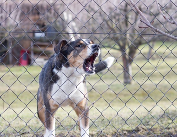 13,000 attend hospital each year with dog bite injuries
