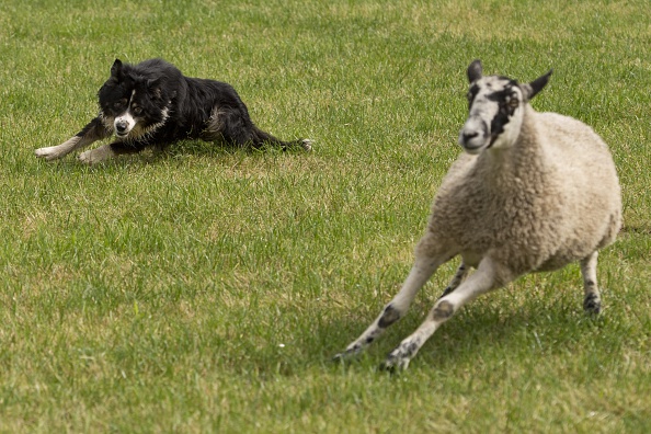 The National Sheep Dog Trial Championships
