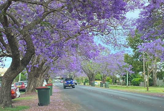 Jacaranda capital quick to remind Sydney council who holds the crown