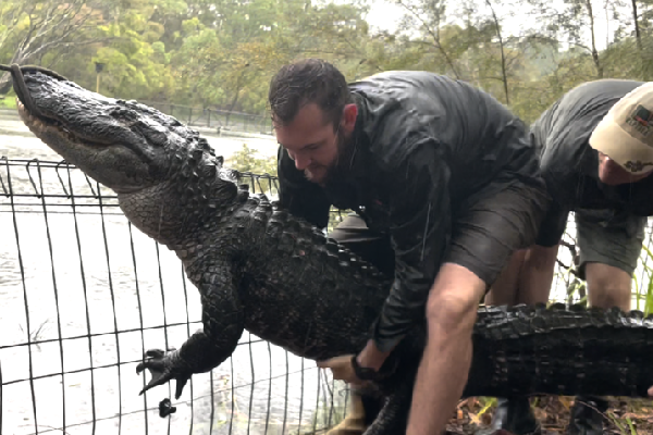 WATCH| Epic downpour leads to urgent alligator relocation at the ...