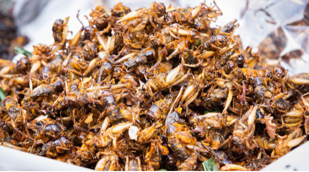 A surprising source of protien