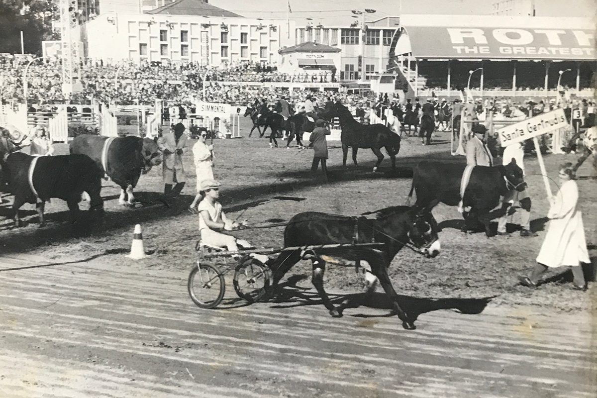 Donkey walks in the Sydney Royal Easter Show's Grand Parade