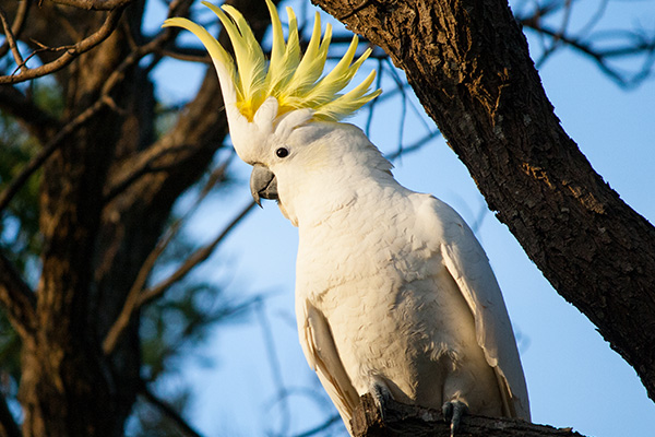 No bin is safe: Cheeky cockatoos terrorising Sydney neighbourhood