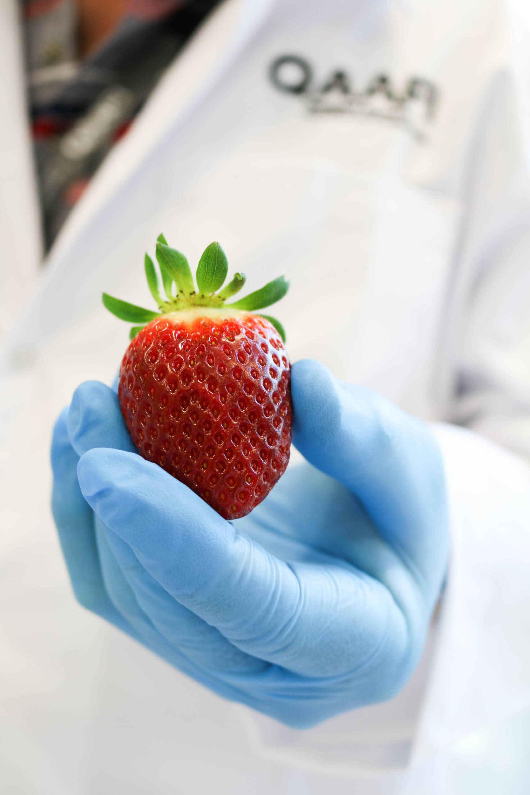 Breeding a new flavour of strawberries