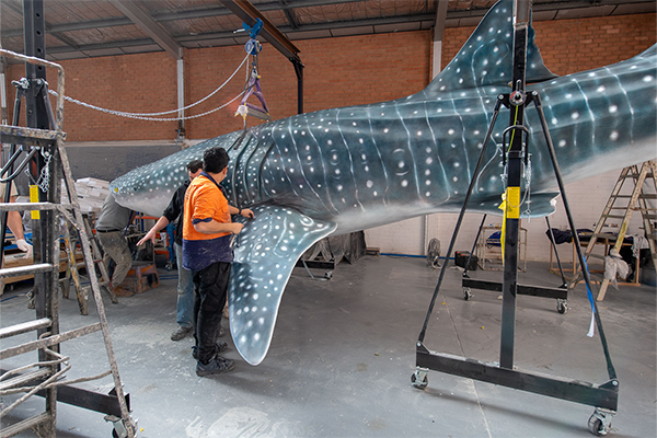 The 'remarkable' process behind latest shark models at Australian Museum
