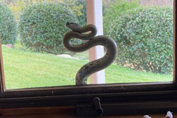 Why snake sightings are expected to rise in Sydney this summer