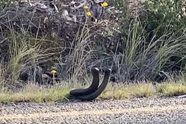 The definitive instructions on how to treat a snake bite