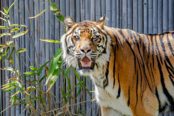 Three rare Bengal Tigers find a new home at Sydney Zoo
