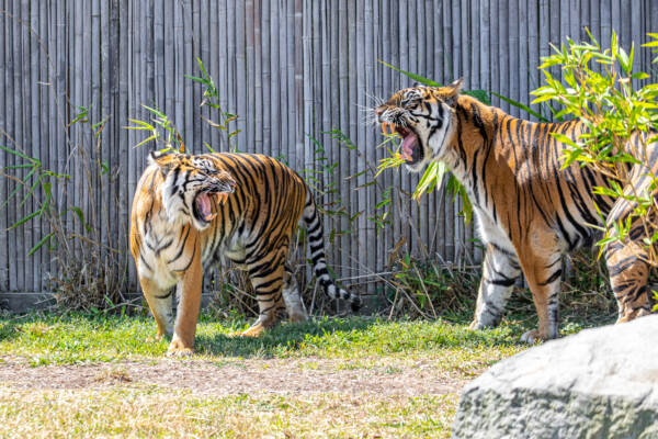 Three rare Bengal Tigers find a new home at Sydney Zoo