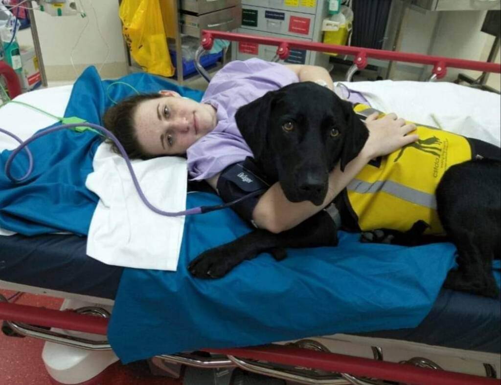 Hero labrador named Australian Dog of the Year