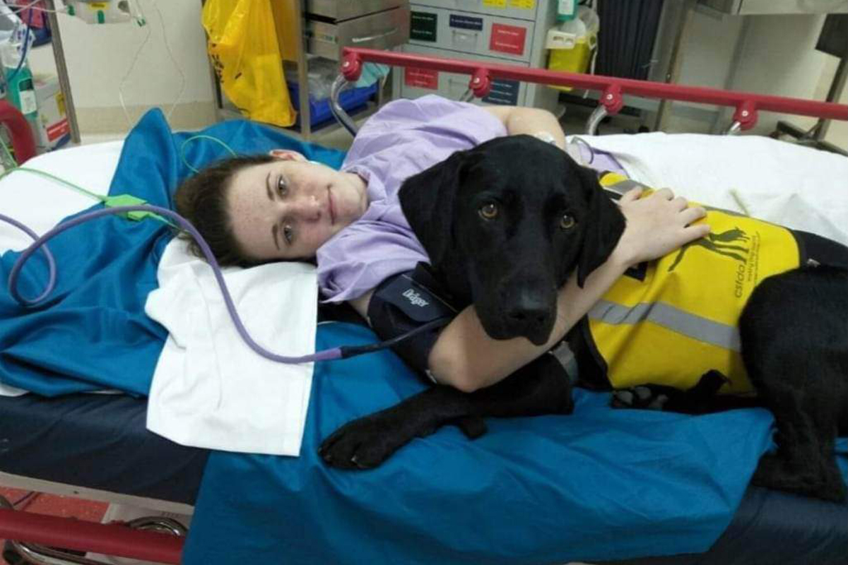 Hero labrador named Australian Dog of the Year