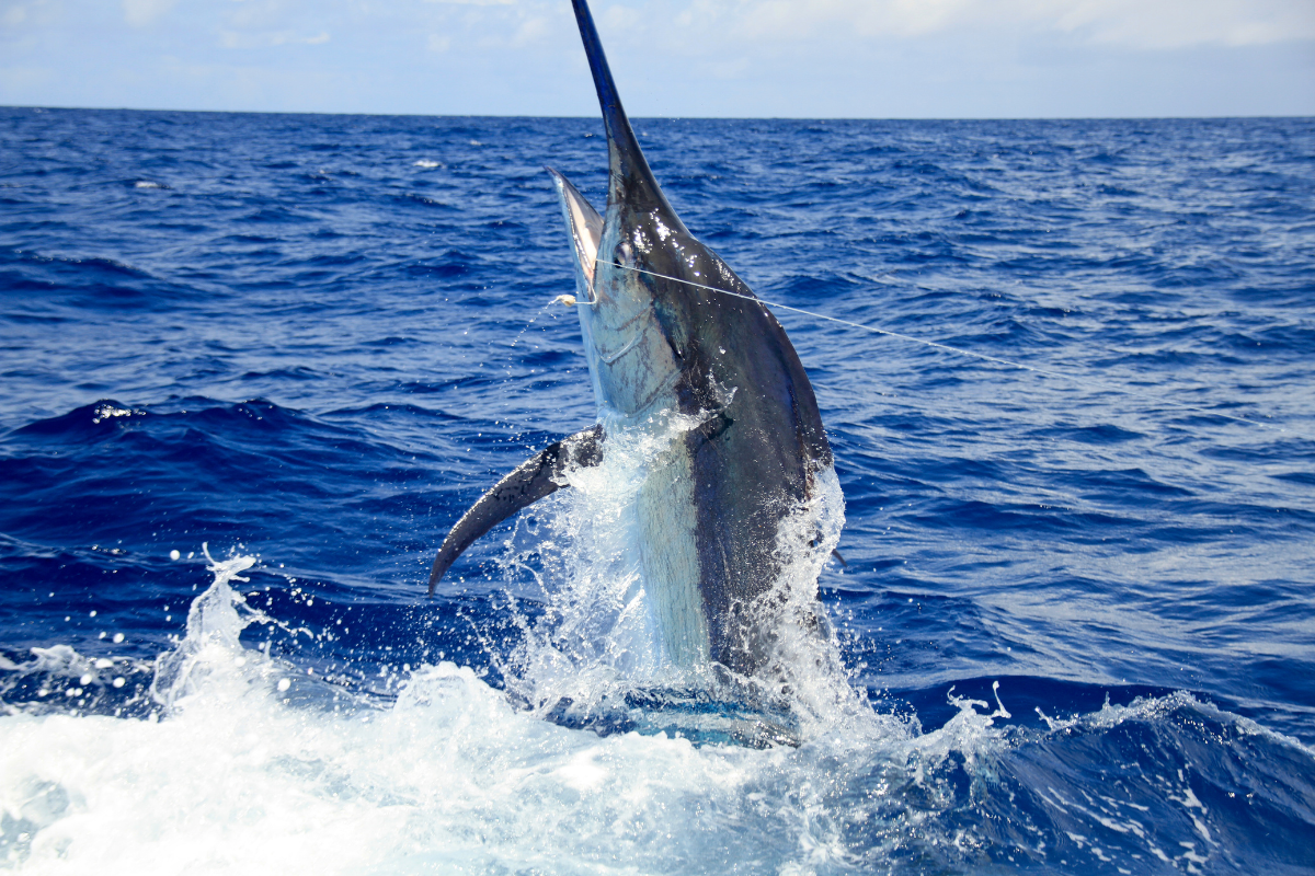 70kg black marlin fights back, disables boat engine and leaves ...