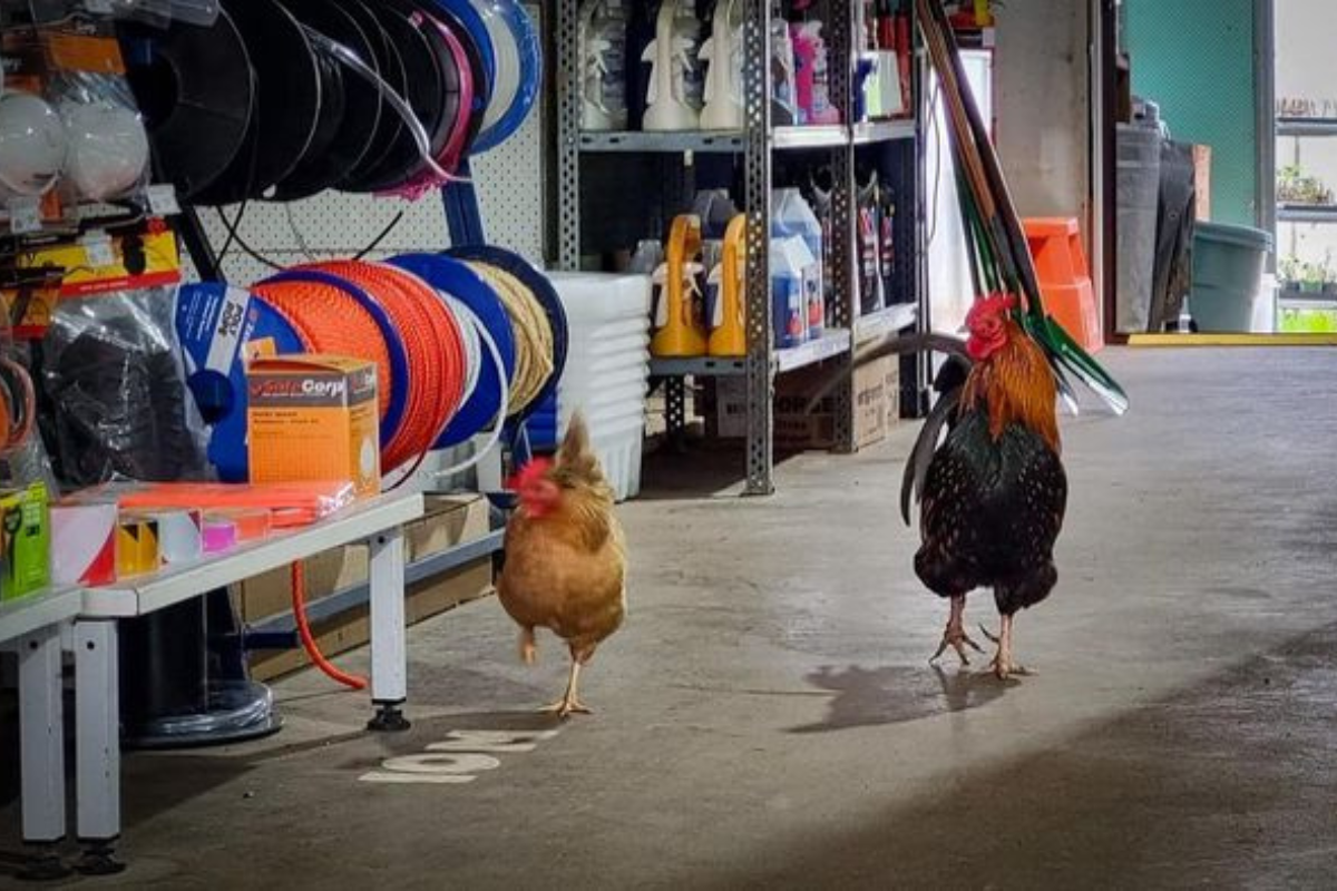 Has Dorrigo's famous mascot Rodney The Rooster found love?