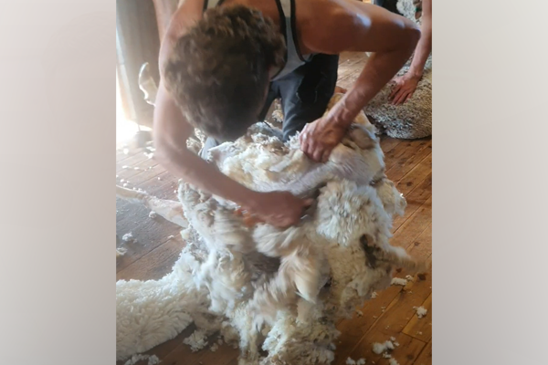 WATCH | Sheep shearers serious skills!