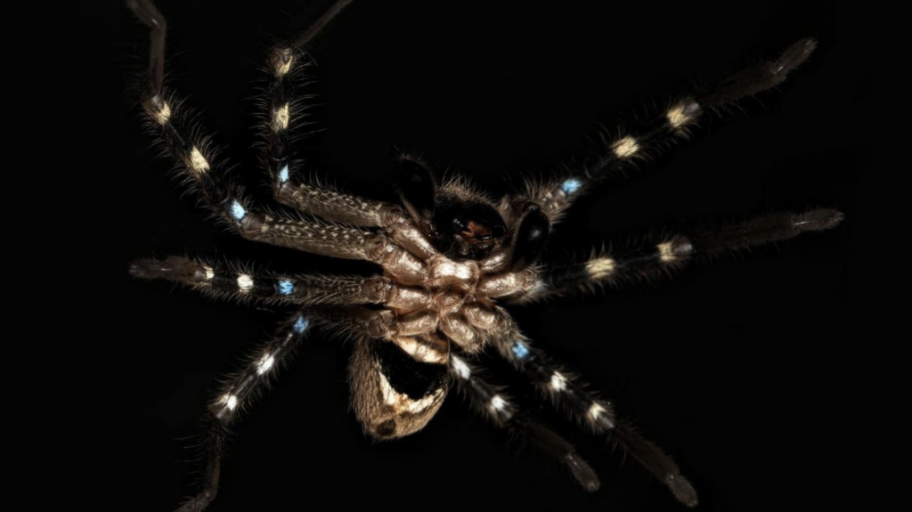 Three NEW spider species have been discovered
