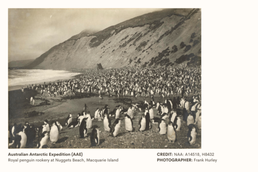 GALLERY | Rare new images of Antarctic expeditions released