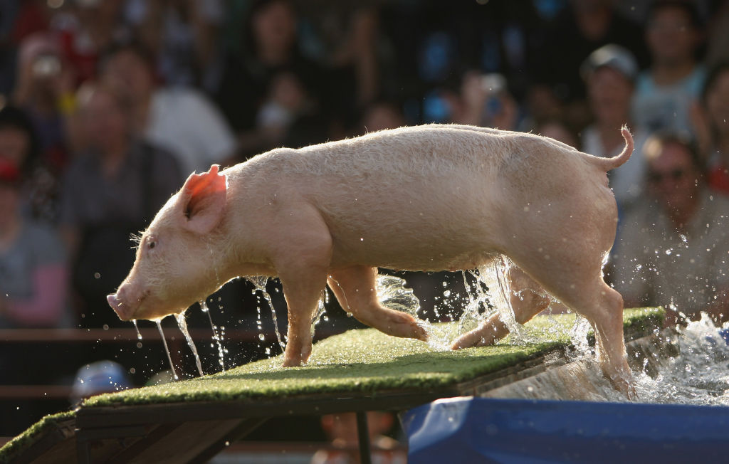 PIGS are getting pampered at the Sydney Royal Easter Show