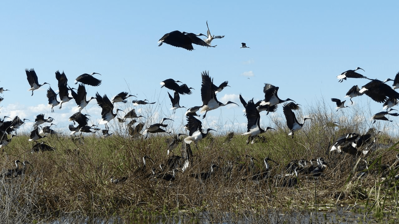 There is a bird bonanza taking over the Murray River!