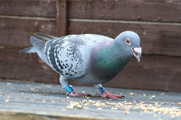 A racing pigeon can get to Tasmania from Sydney quicker than a Qantas ...