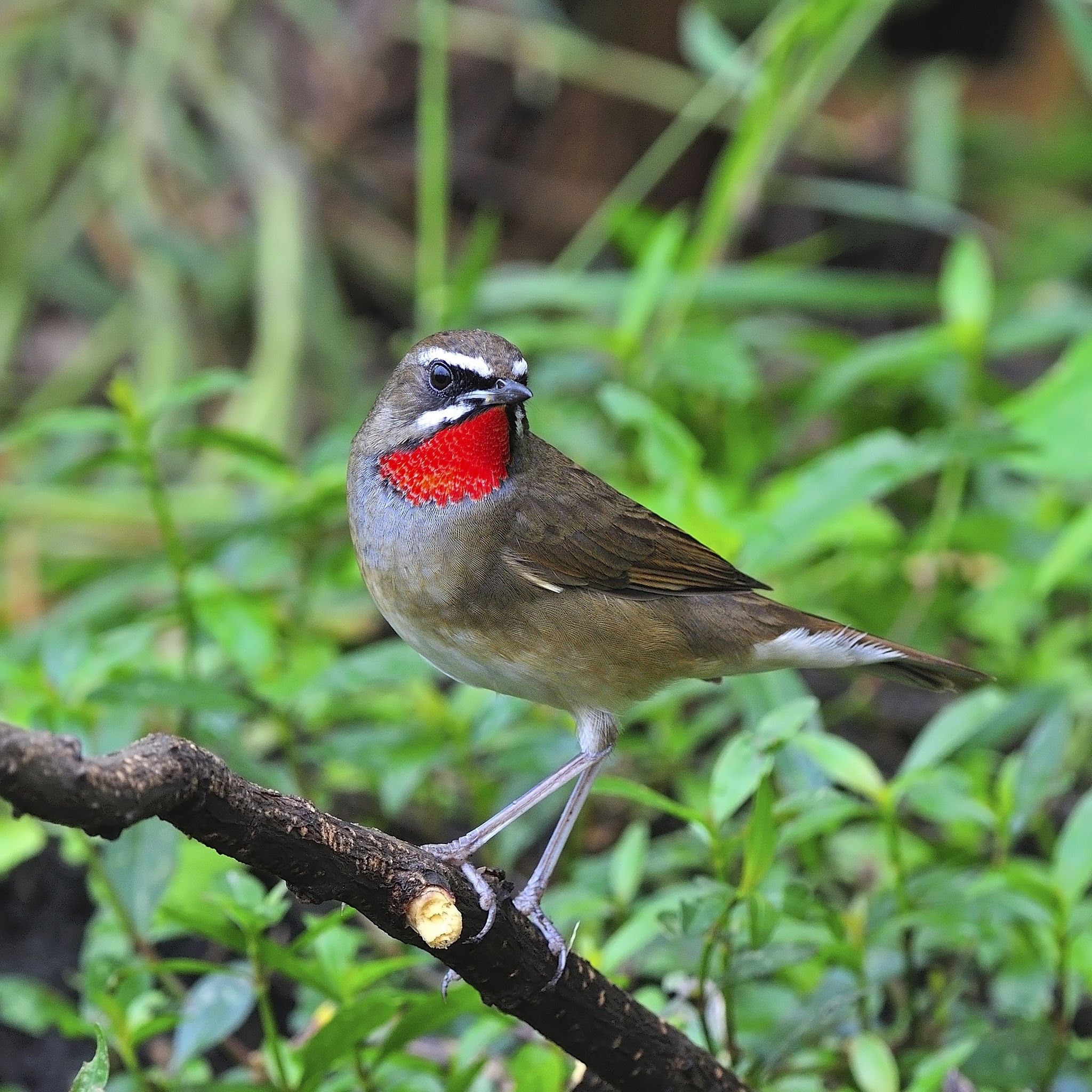 Rare Russian bird spotted in Australia for the first time