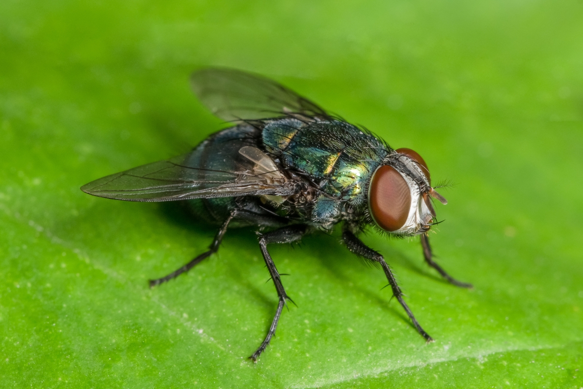 How flies help make chocolate and other bizarre fly facts