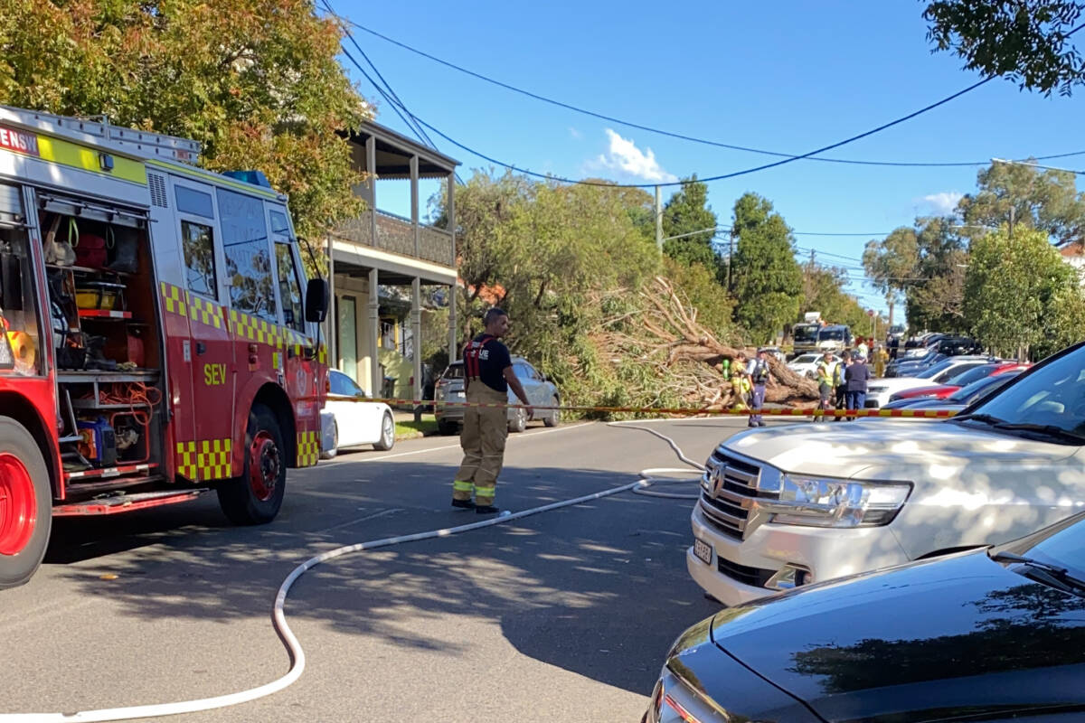 Massive tree falls in Annandale: Power lines down