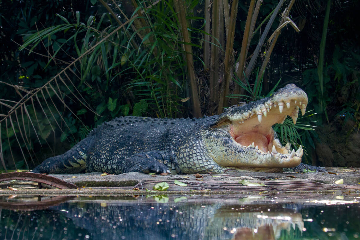 'A bit how ya going': Wrangler questions croc attack escape story