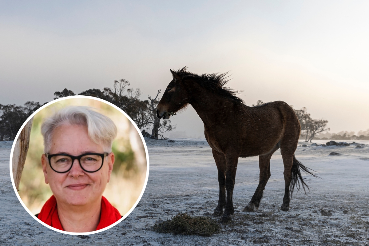 EXCLUSIVE: NSW government to conduct a Brumby recount