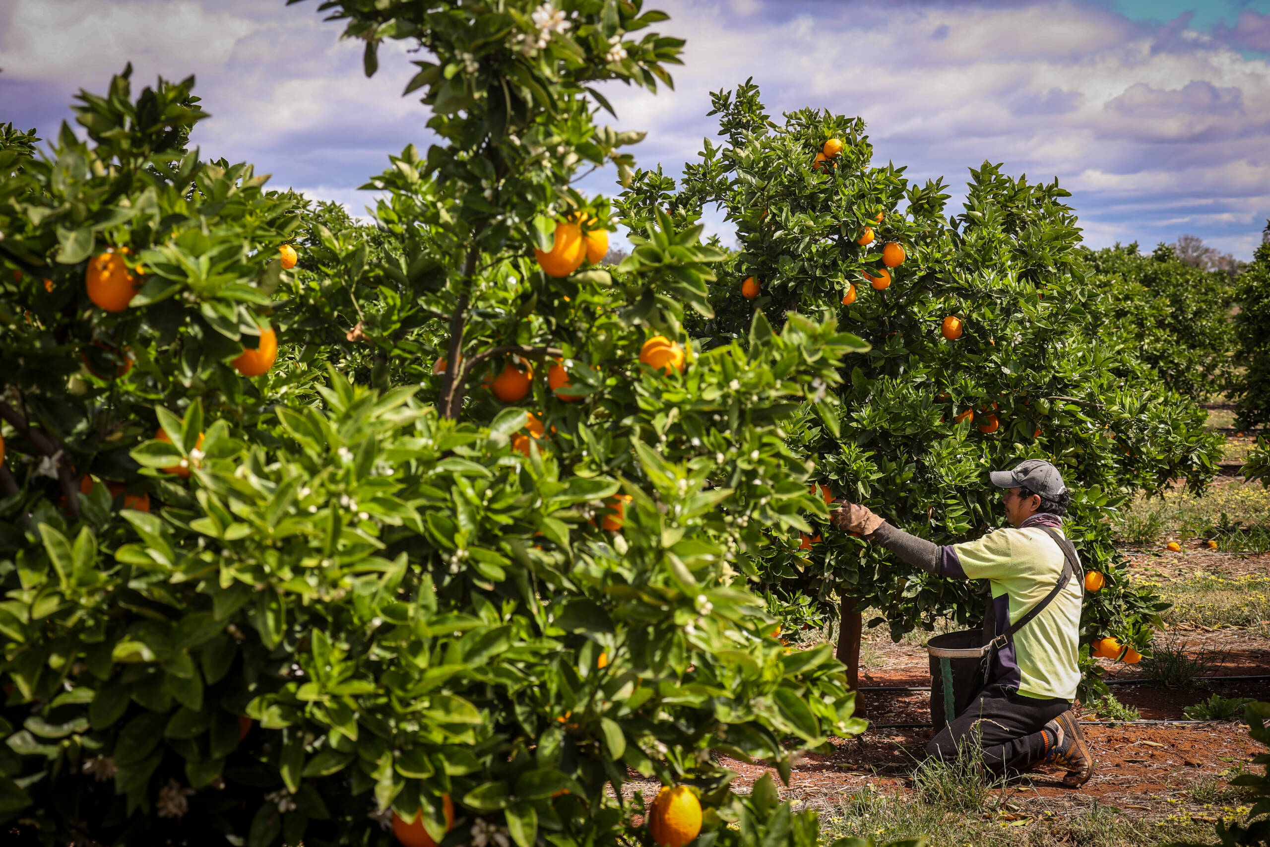 'Open your ears and listen to us': Farmer urges against buybacks