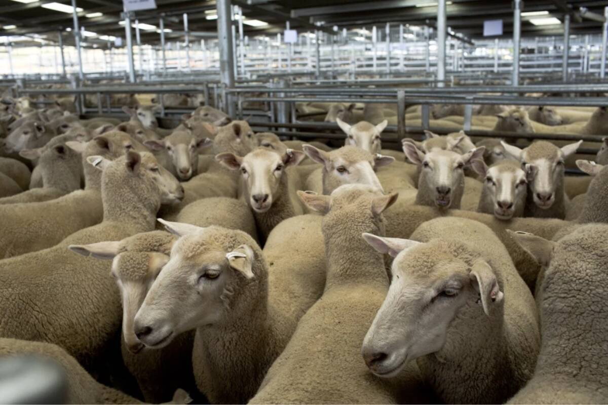 "The lies, the lies, the lies" - Government to ban live sheep exporting