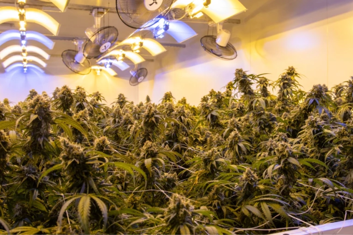 Where’s the fine line in Australian cannabis advertisements?