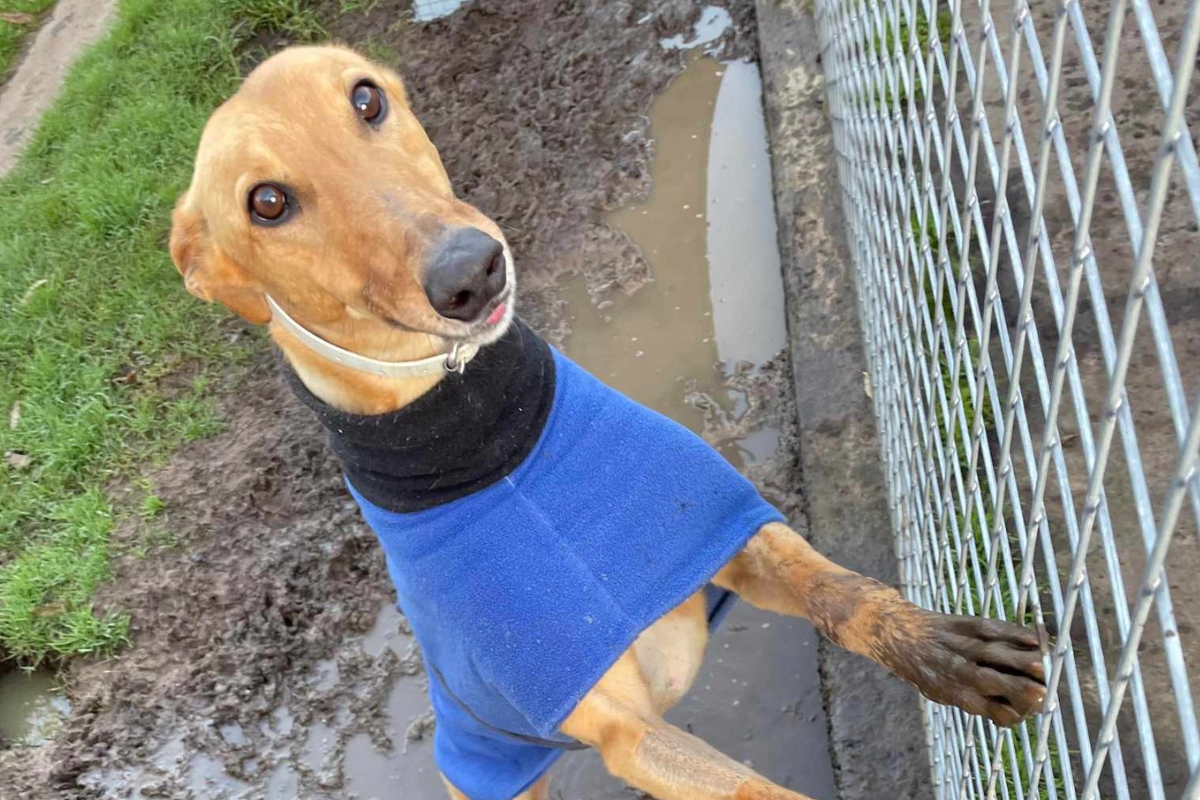 Greyhounds' horror living conditions exposed (GRAPHIC WARNING) - 2GB