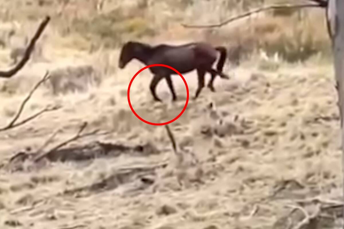 Exclusive - Video of injured horse as brumby cull continues