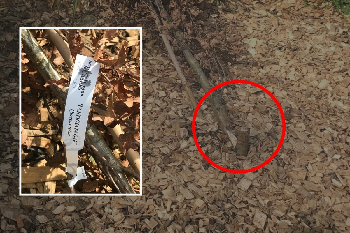 Exclusive - Tree dedicated to Tony Abbott chopped down by vandals