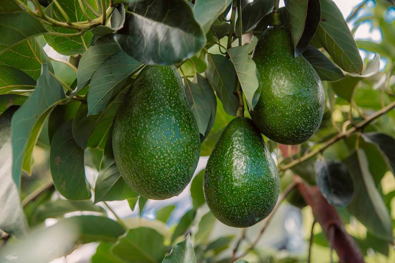 A super-sized avocado variety, expanding its reach.