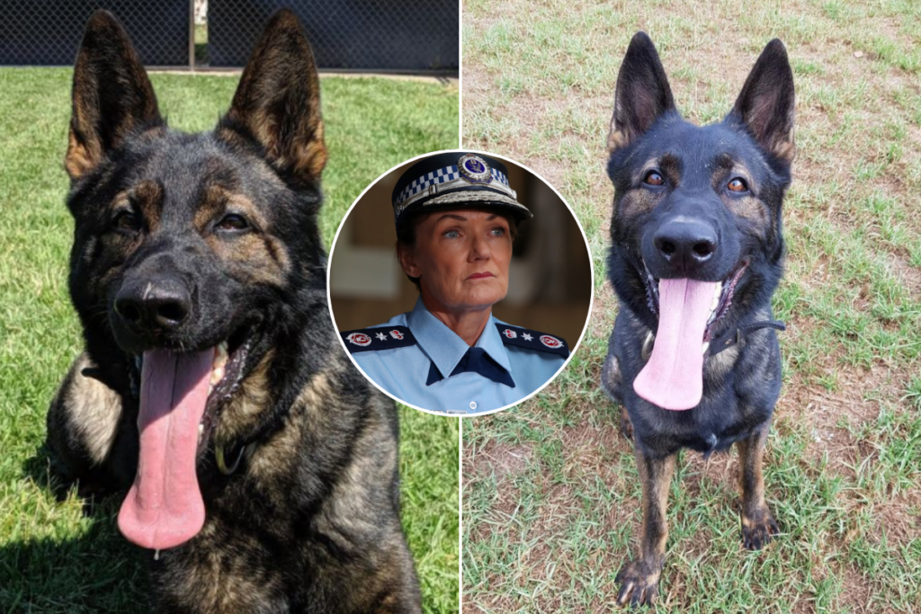Top Cop says technical issue likely led to devastating death of two ...